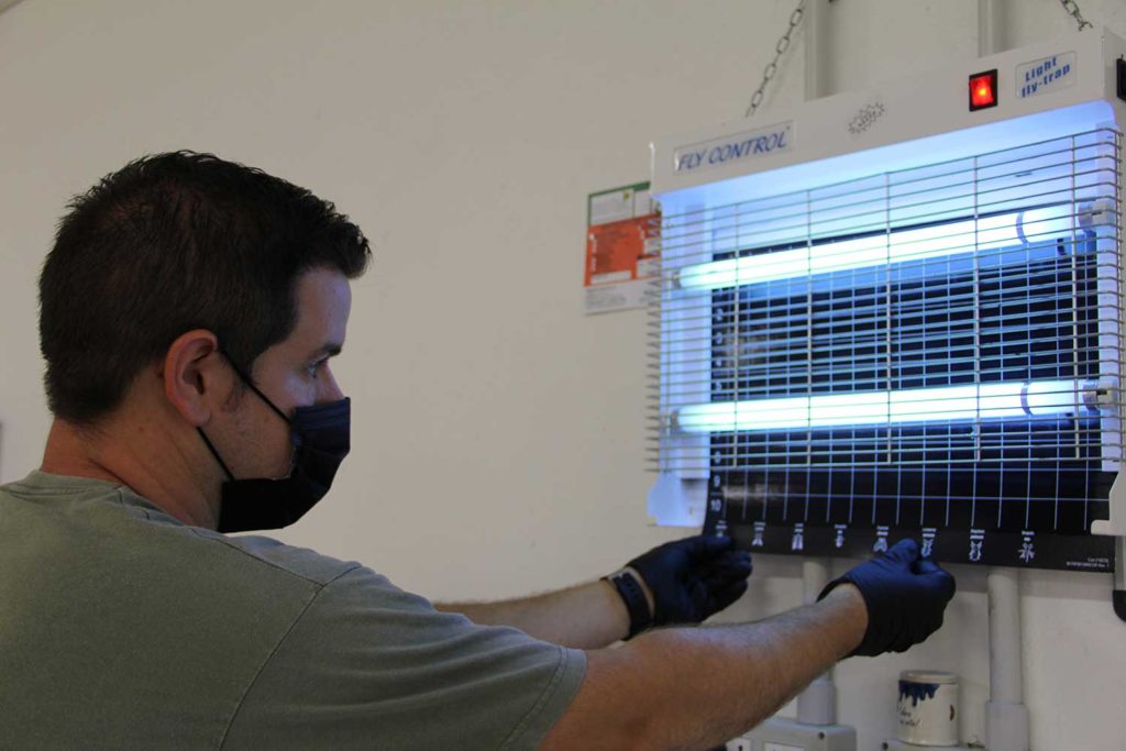 Insetti volanti - Bonavita Servizi